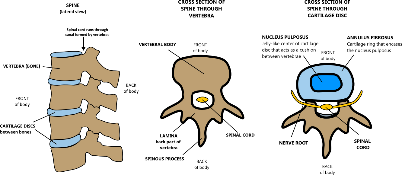 Vertebrae And Disc Anatomy
